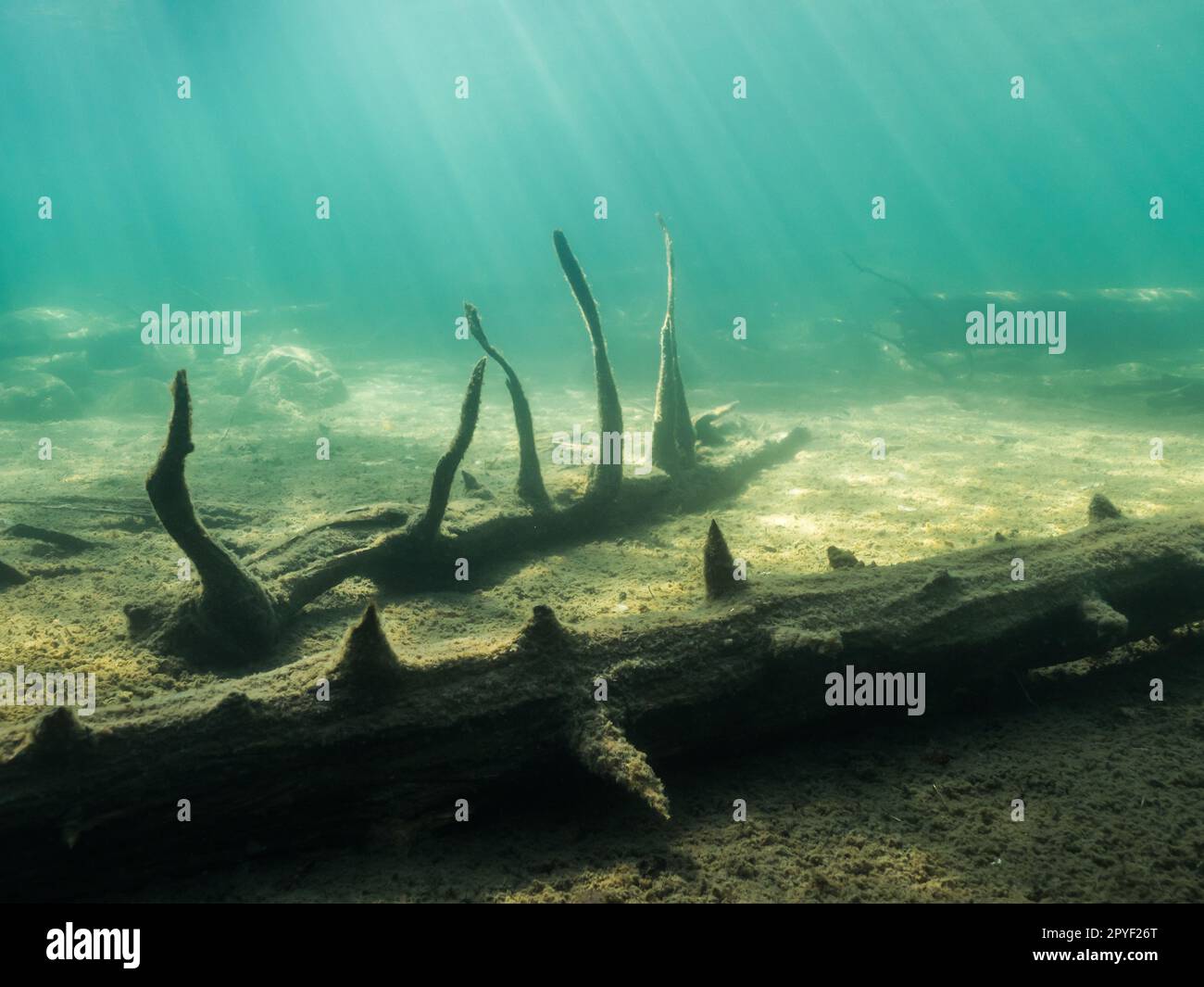 Underwater snag tree hi-res stock photography and images - Alamy