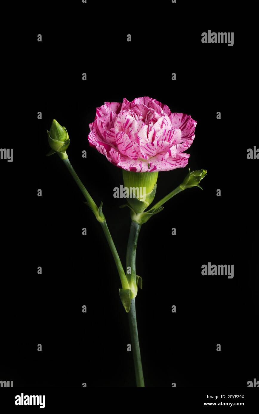Purple striped carnation flower and buds isolated against black Stock ...