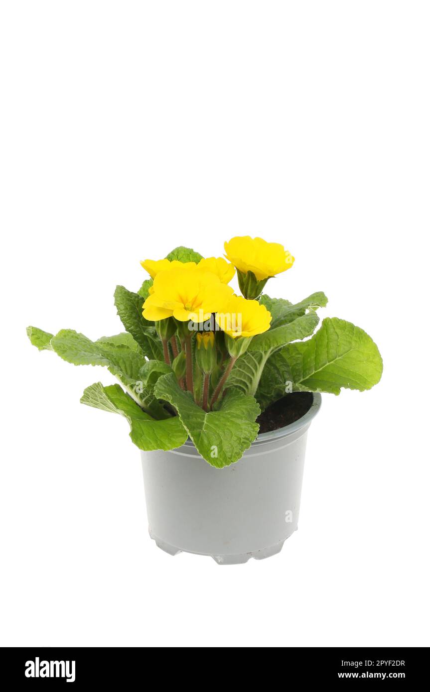 Flowering primrose plant in a pot isolated against white Stock Photo ...