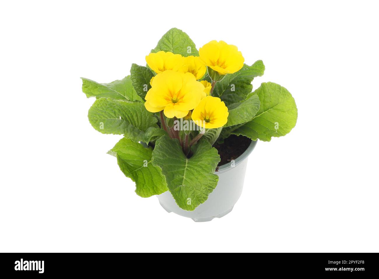 Yellow flowered primrose plant in a pot isolated against white Stock ...