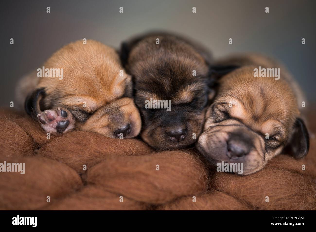 Little cute puppies are sleeping on a blanket Stock Photo - Alamy