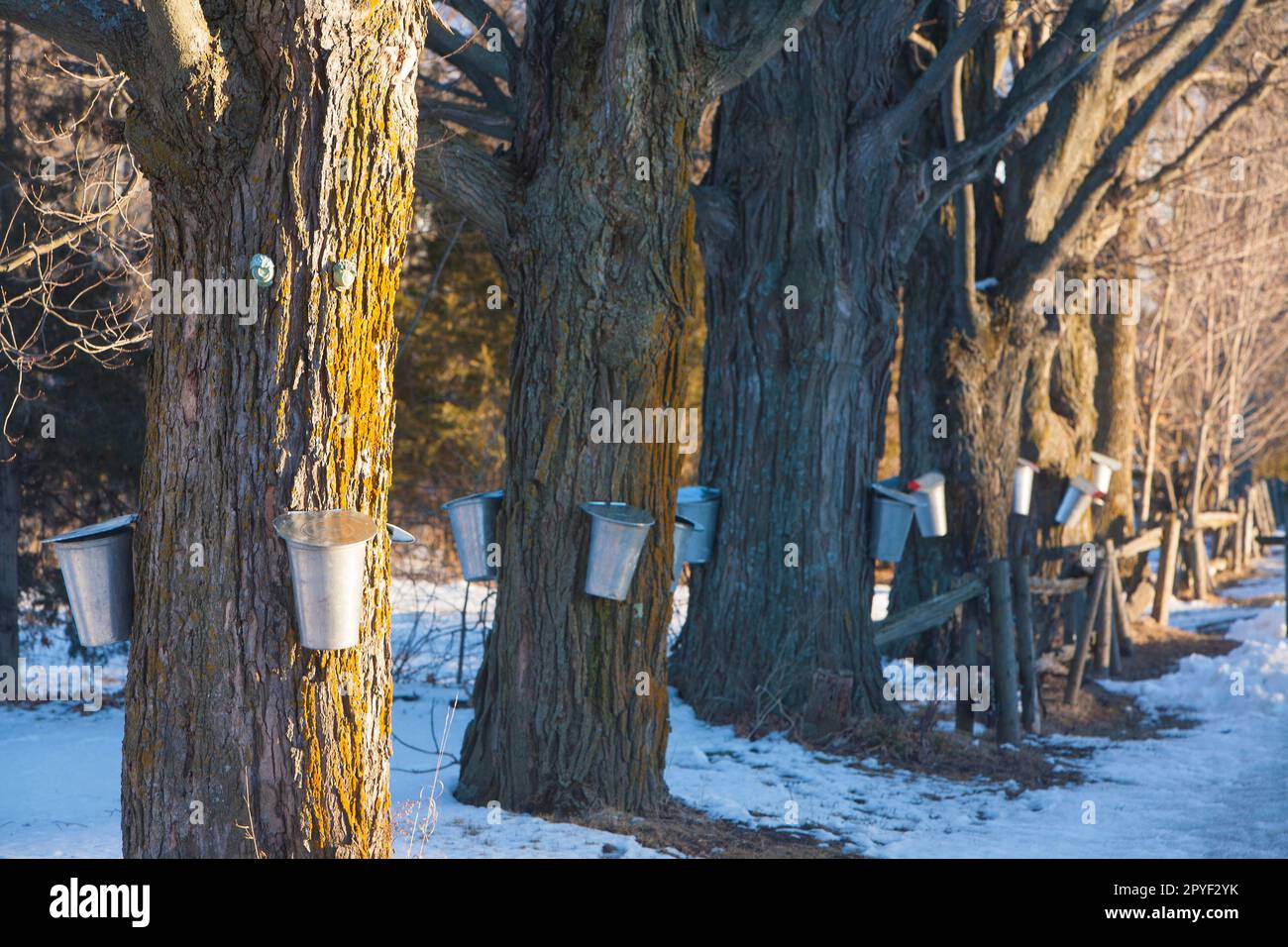 Maple sap buckets hi-res stock photography and images - Alamy