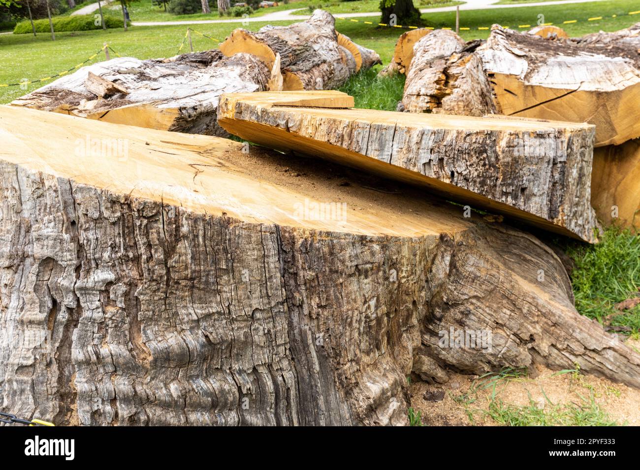 Cutting down old, several-year-old trees, Environmental concept ...