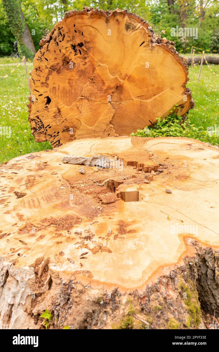 Cutting down old, several-year-old trees, Environmental concept ...