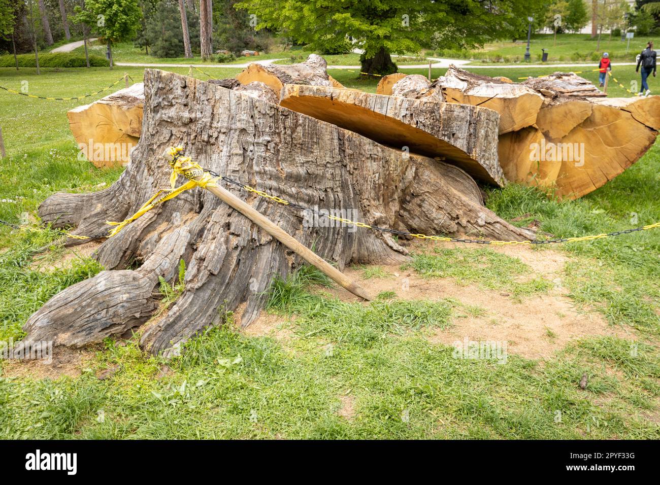 Cutting down old, several-year-old trees, Environmental concept ...