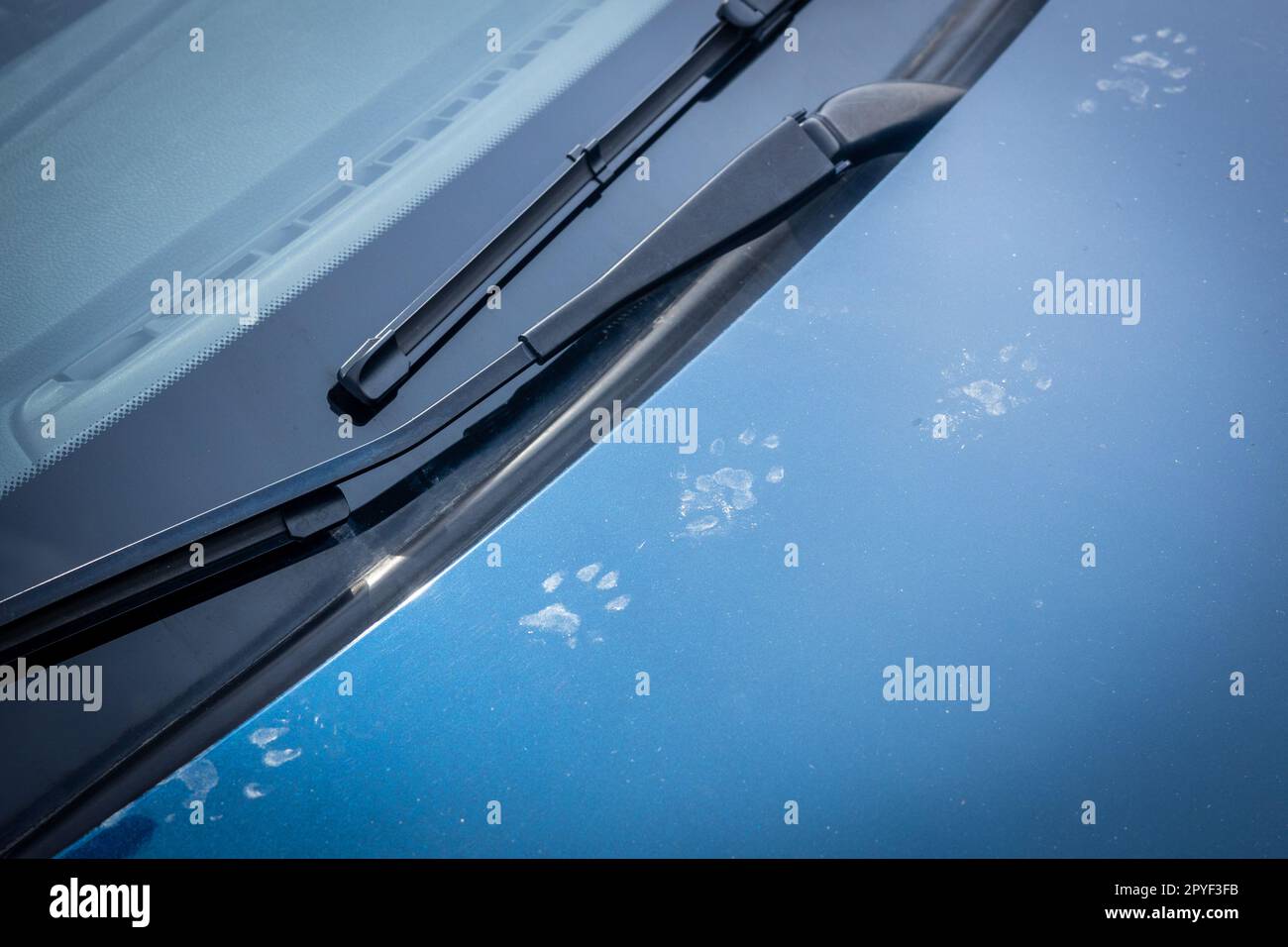 The trace of animal paws on the hood of the car Stock Photo - Alamy