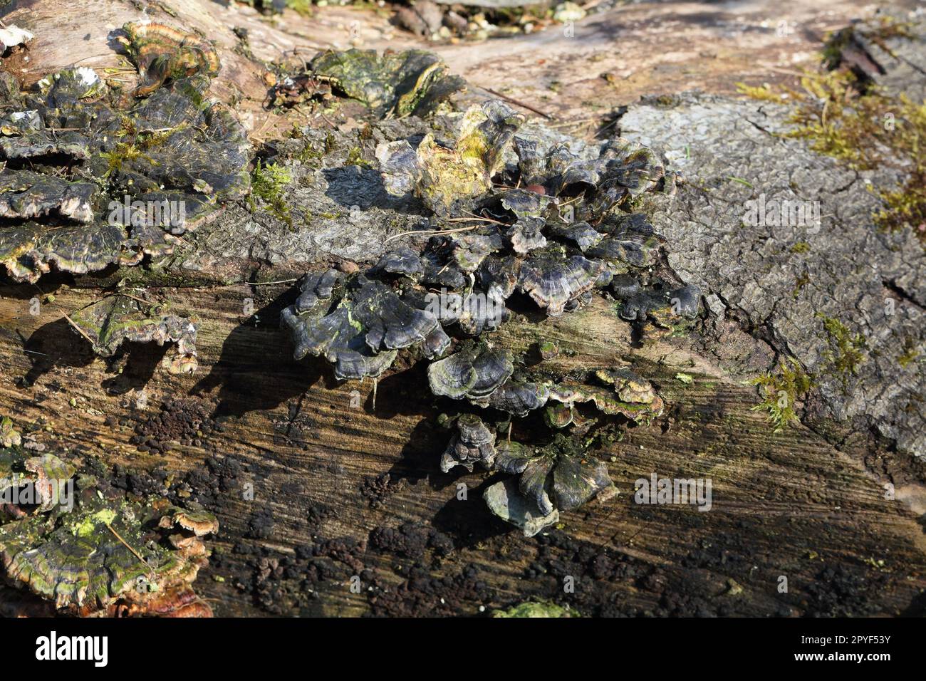 tree fungi on fallen tree trunk, Ecclesall woods Sheffield England UK ...