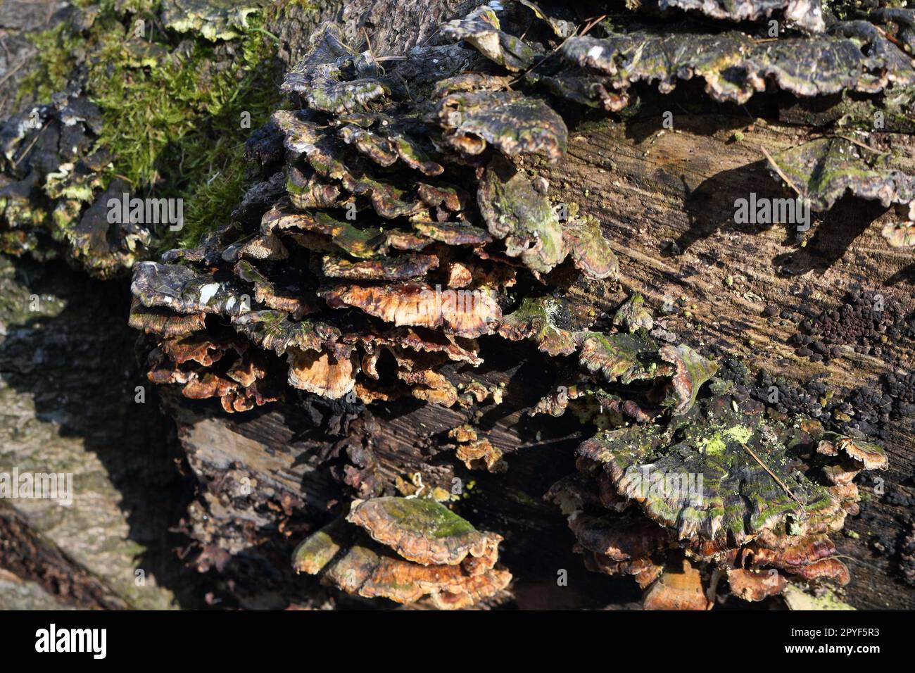tree fungi on fallen tree trunk, Ecclesall woods Sheffield England UK ...