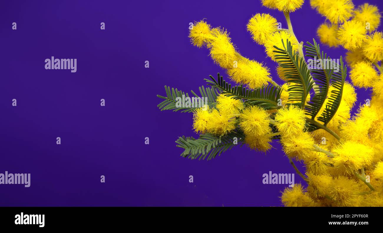 Mimosa flowers bunch, yellow fluffy balls and leaves Stock Photo - Alamy
