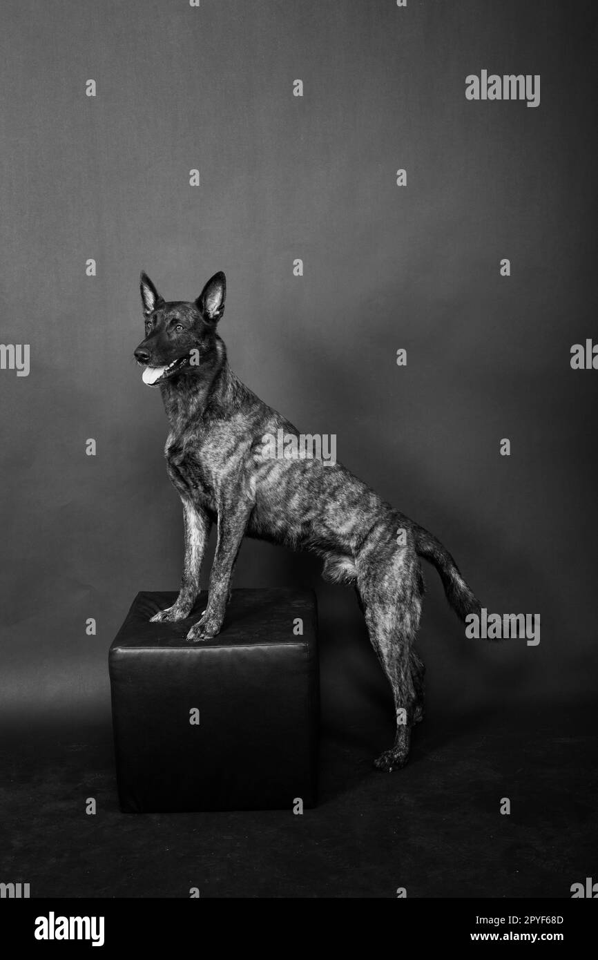 Dutch shepherd on black background studio posing portrait Stock Photo ...