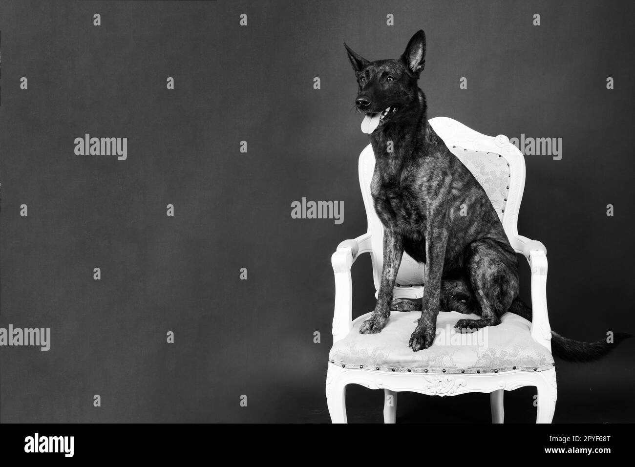 Dutch shepherd on black background studio posing portrait Stock Photo ...
