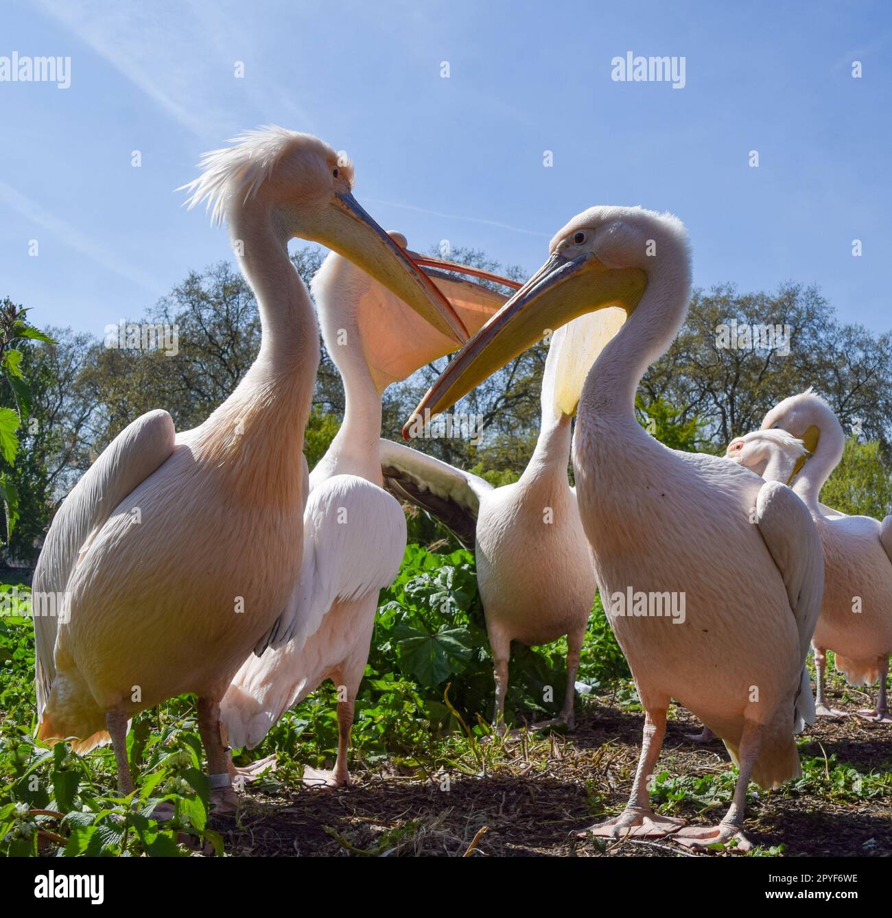 London, UK. 3rd May 2023. Great white pelicans, also known as eastern white pelicans, enjoy the ...