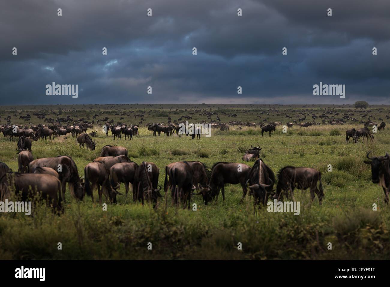 A herd of wild wildebeest, gnus, grazing in the savannah in the ...