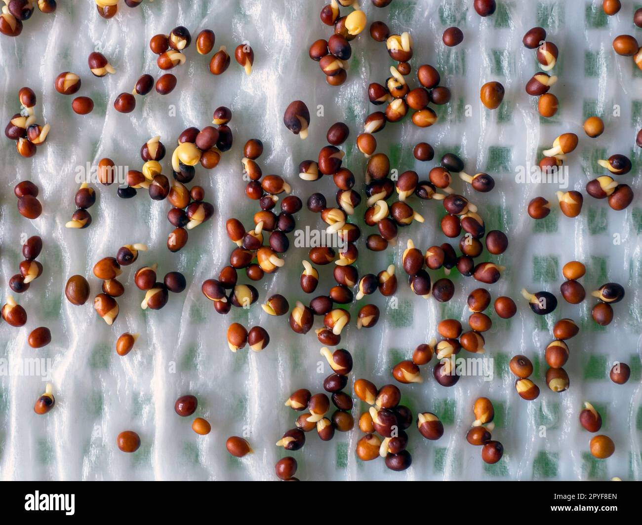 Sprouting seeds on paper hi-res stock photography and images - Alamy
