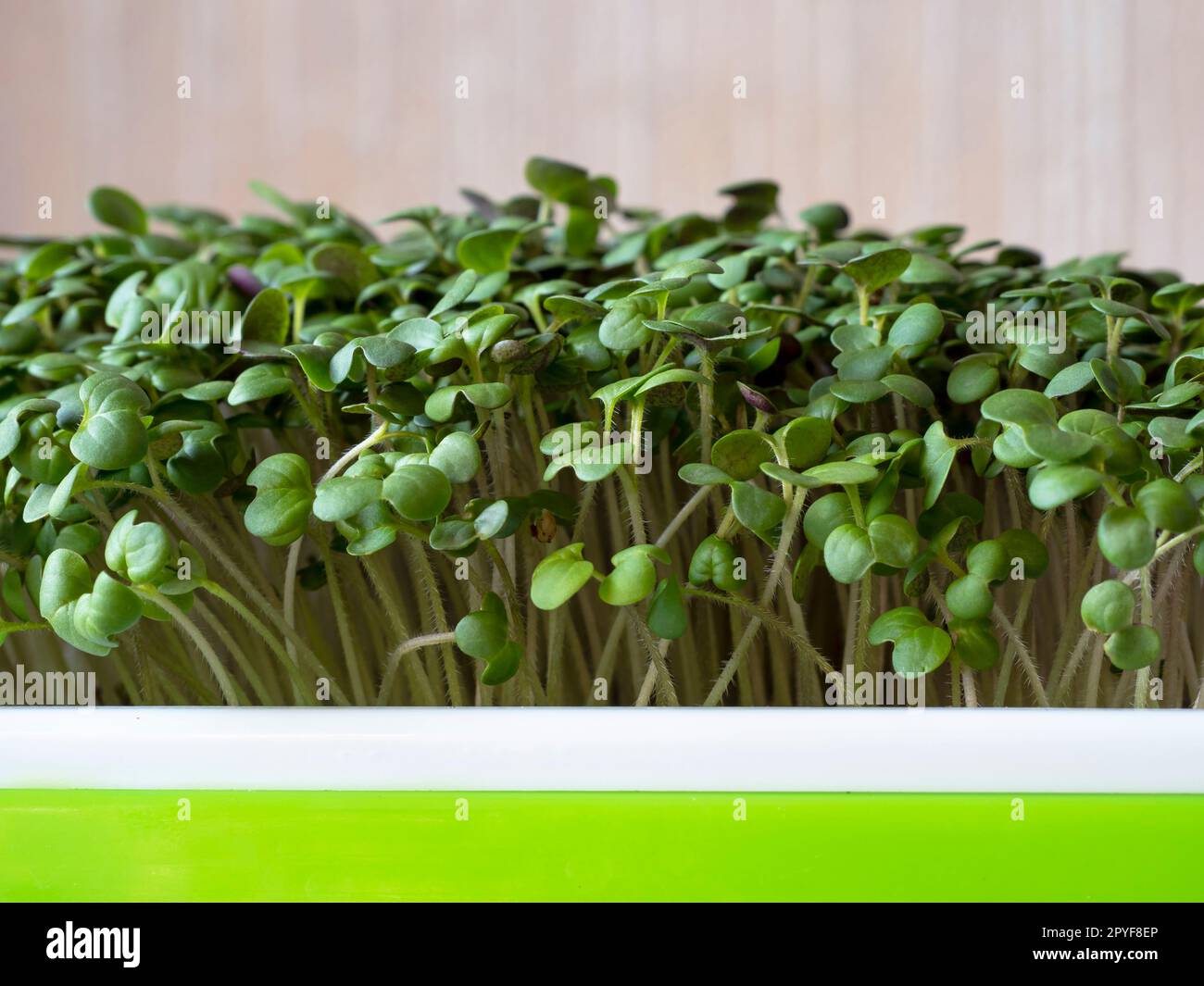 Closeup of broccoli microgreens growing in a plastic tray Stock Photo ...
