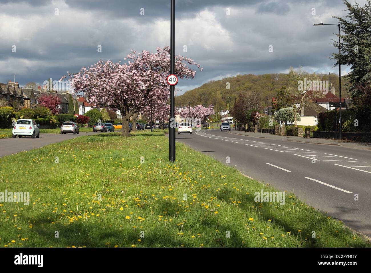 Dandelions on grass verge, Abbey Lane Beauchief Sheffield, England UK ...