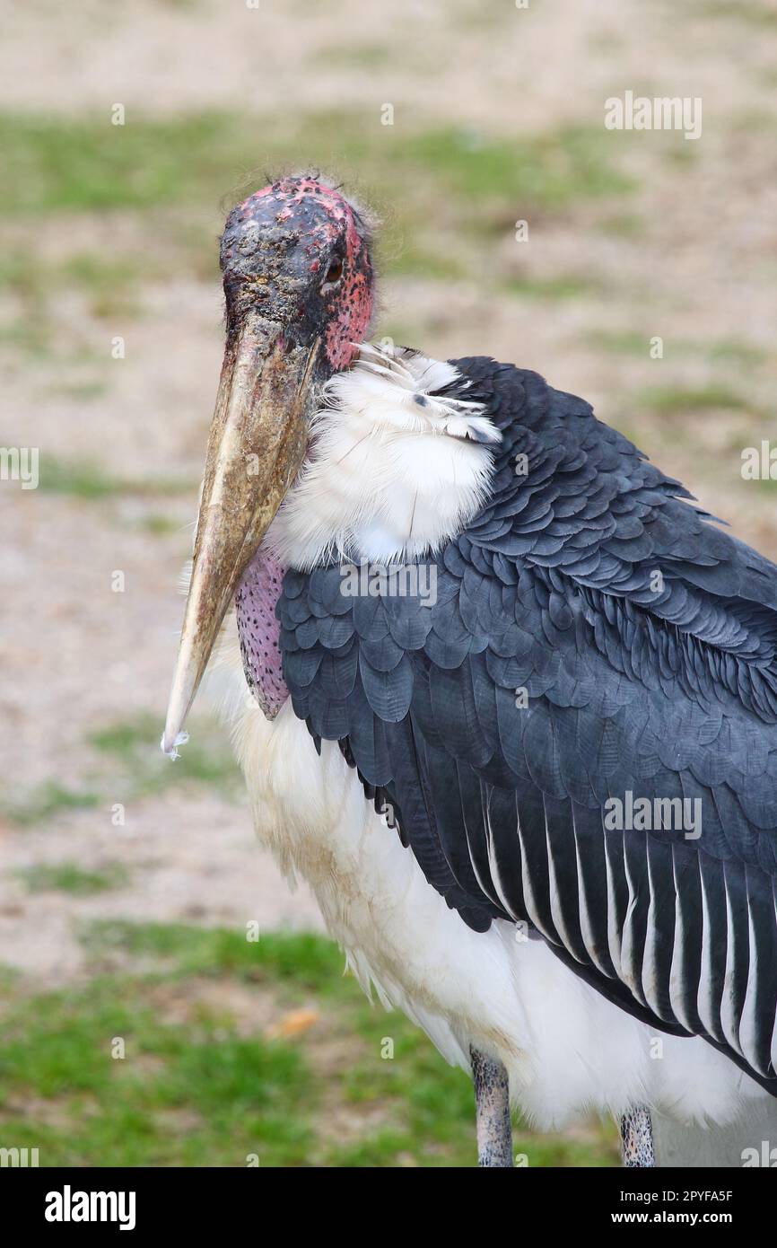 Marabou storch hi-res stock photography and images - Alamy