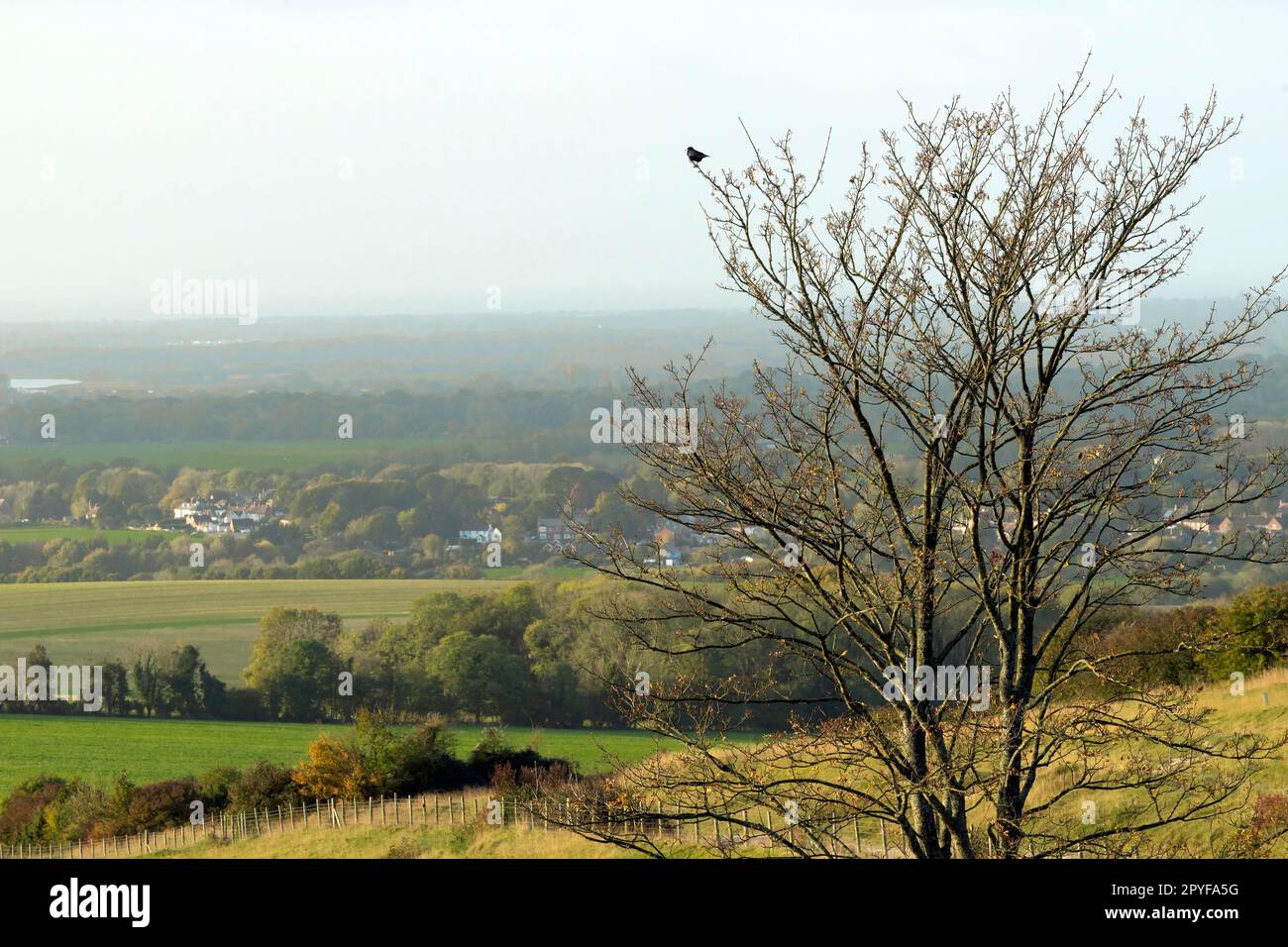 Tree and Bird Stock Photo - Alamy