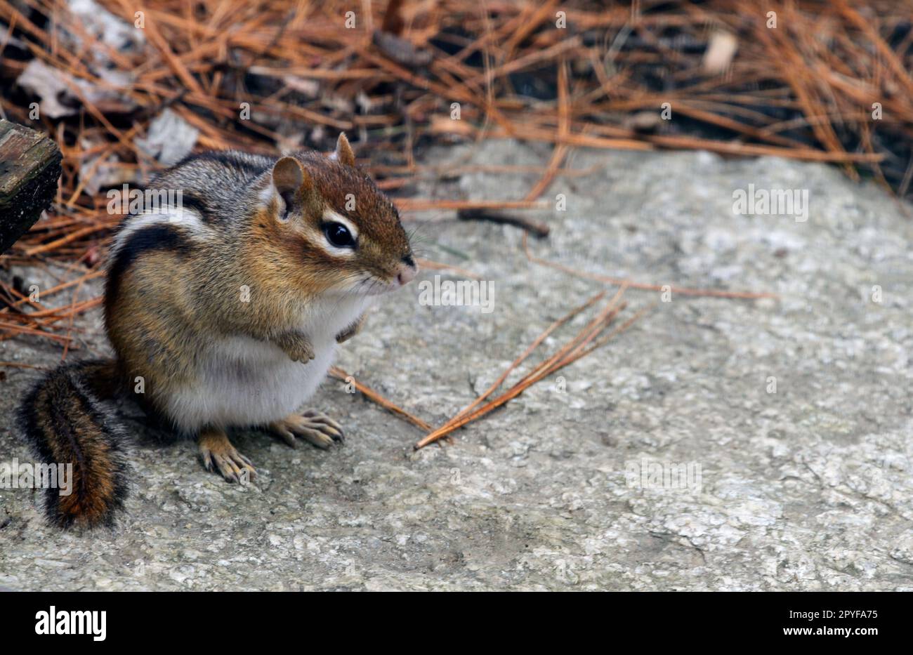 Close-up of a chubby Eastern chipmunk (Tamias striatus) in a sitting ...