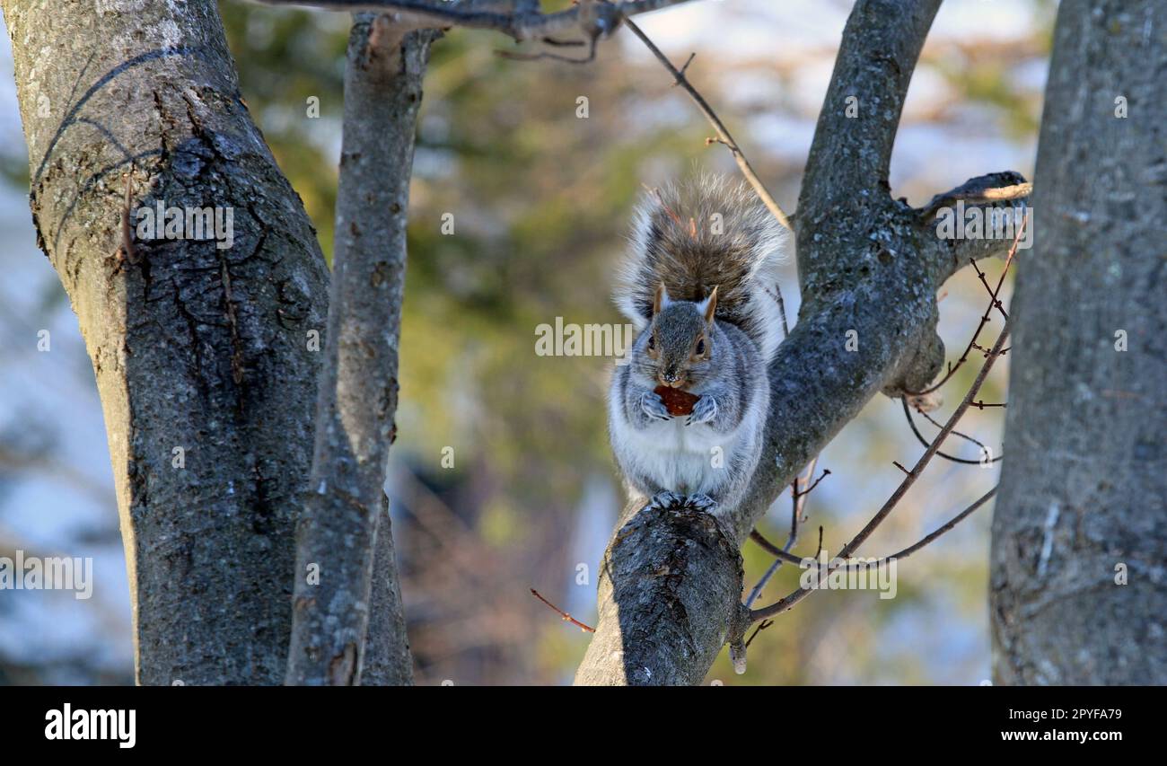 An Eastern gray squirrel (Sciurus carolinensis) perching on a limb of a ...