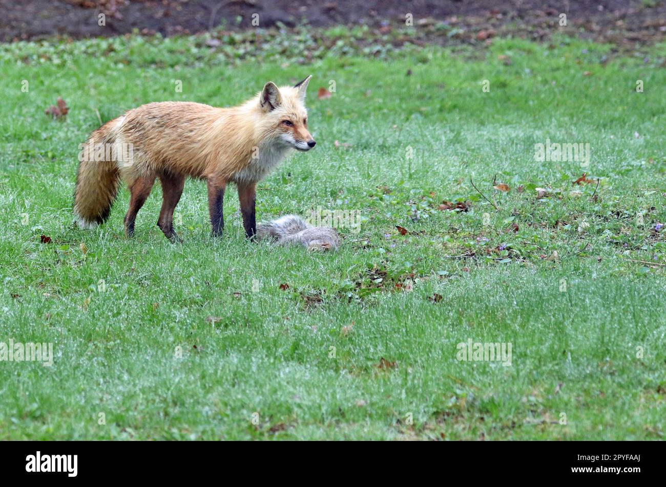 American fox squirrel black hi-res stock photography and images - Alamy