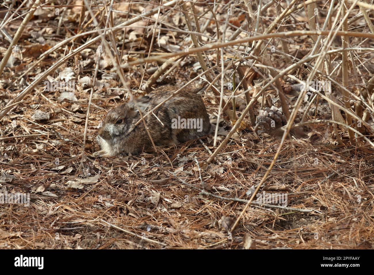 An Eastern cottontail rabbit (Sylvilagus floridanus) with mottled brown ...