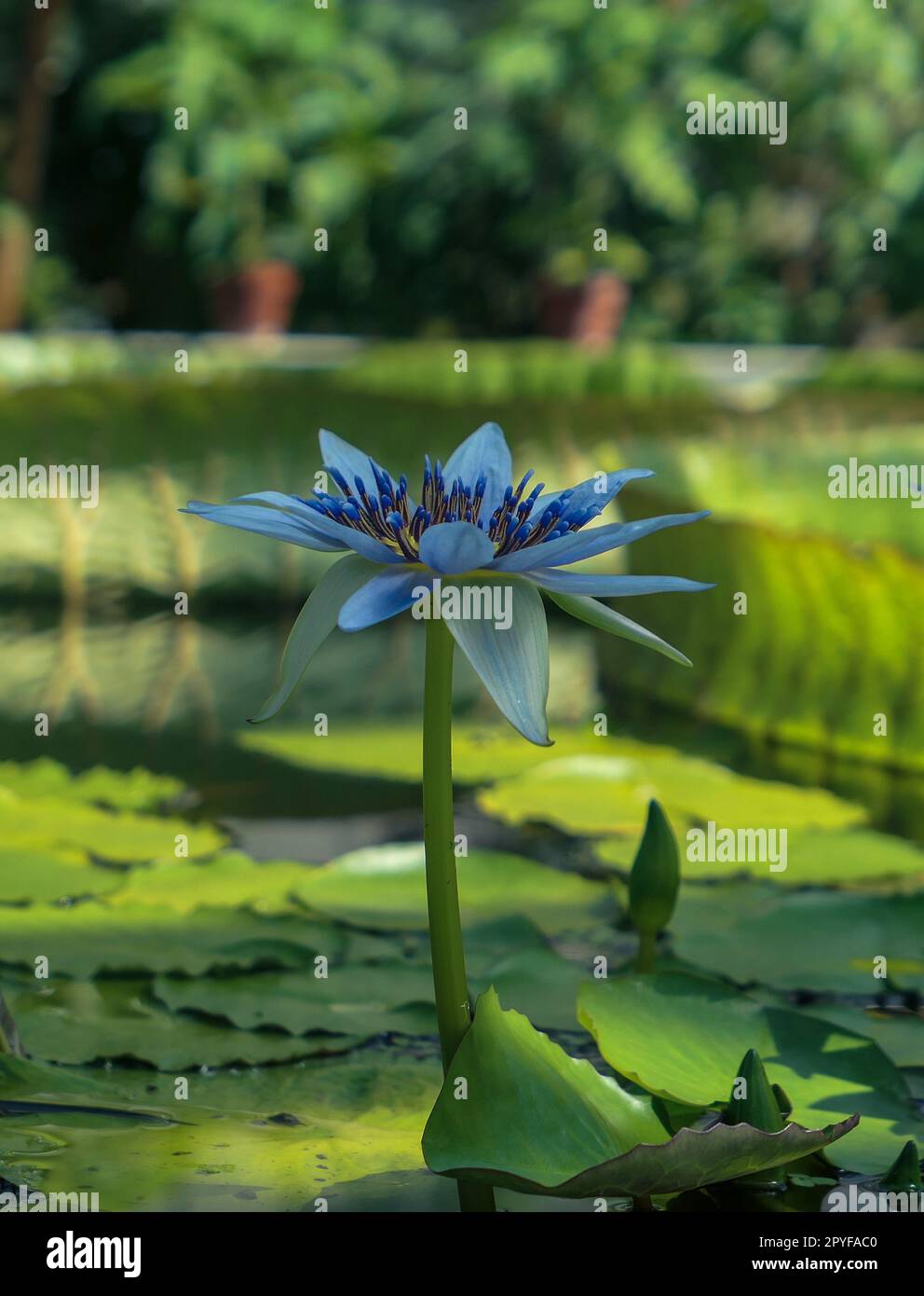 Lotus water lily in hi-res stock photography and images - Alamy