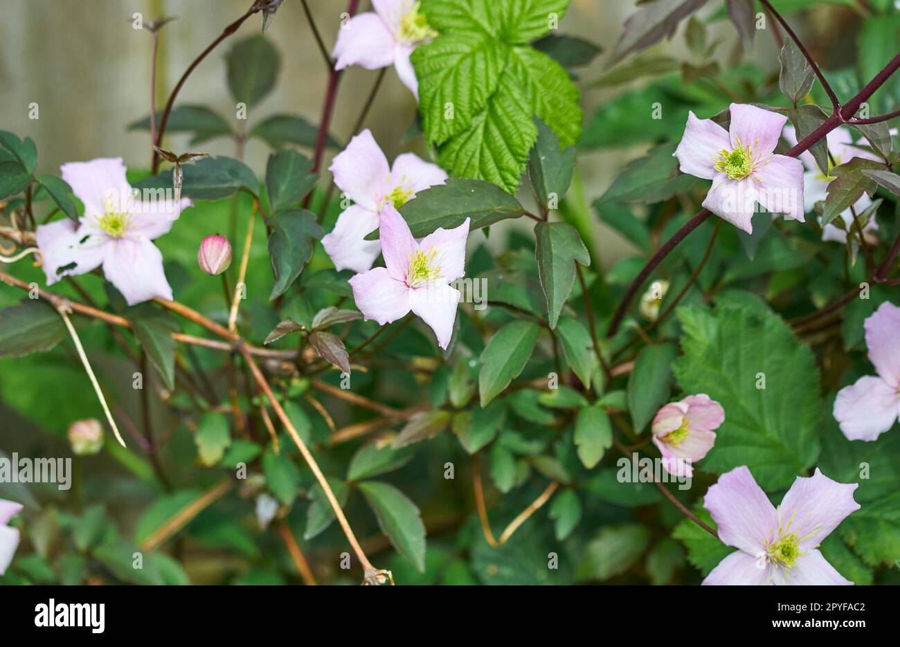 Spring Clematis flower example Stock Photo - Alamy