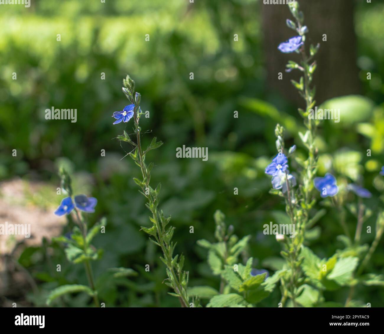 Flowering common field-speedwel, Veronica persica Stock Photo - Alamy