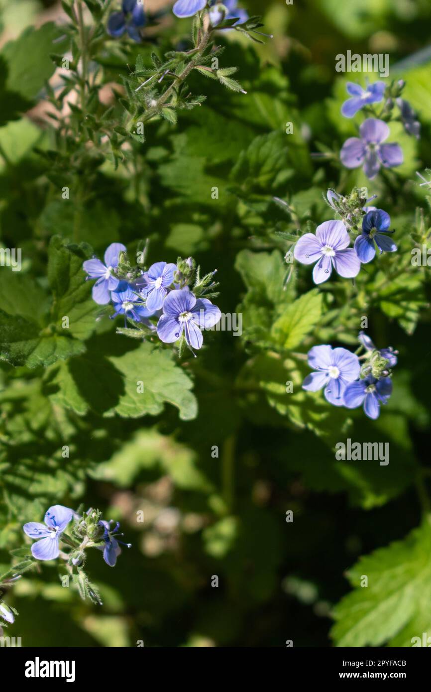 Flowering common field-speedwel, Veronica persica Stock Photo - Alamy