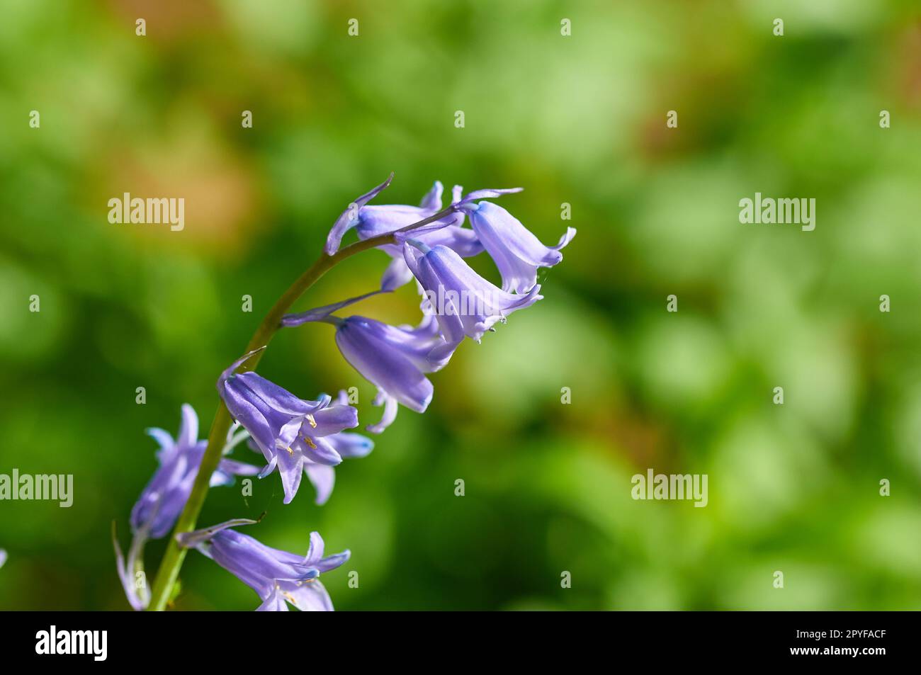 Spring bluebell flowers on a sunny day Stock Photo - Alamy