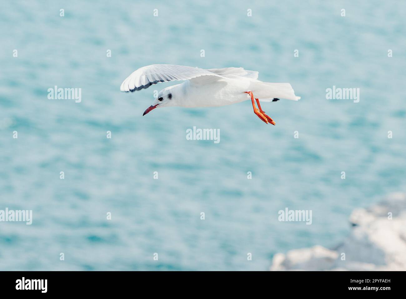 Witness the graceful flight of a seagull as it soars through the ...