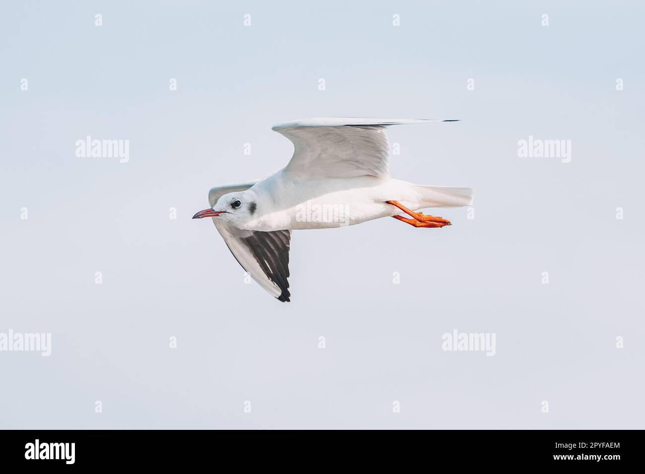 Witness the graceful flight of a seagull as it soars through the ...