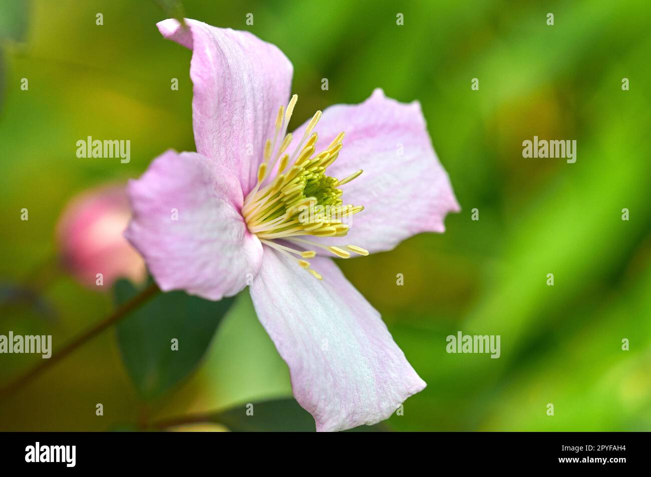 Spring Clematis flower example Stock Photo - Alamy
