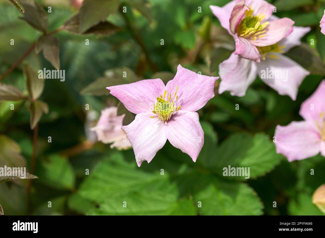 Spring Clematis flower example Stock Photo - Alamy