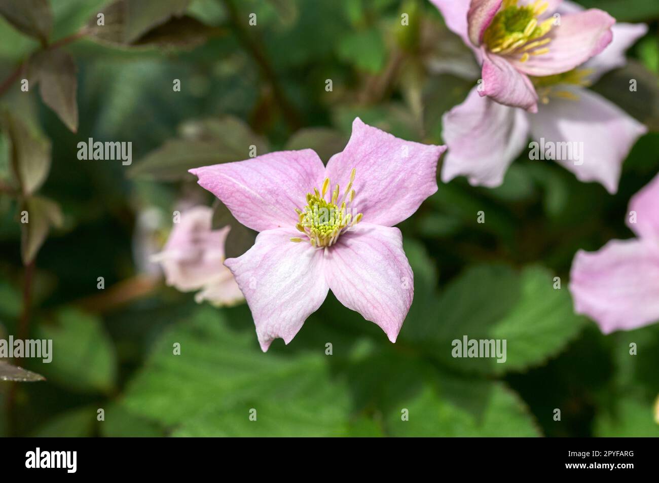 Spring Clematis flower example Stock Photo - Alamy