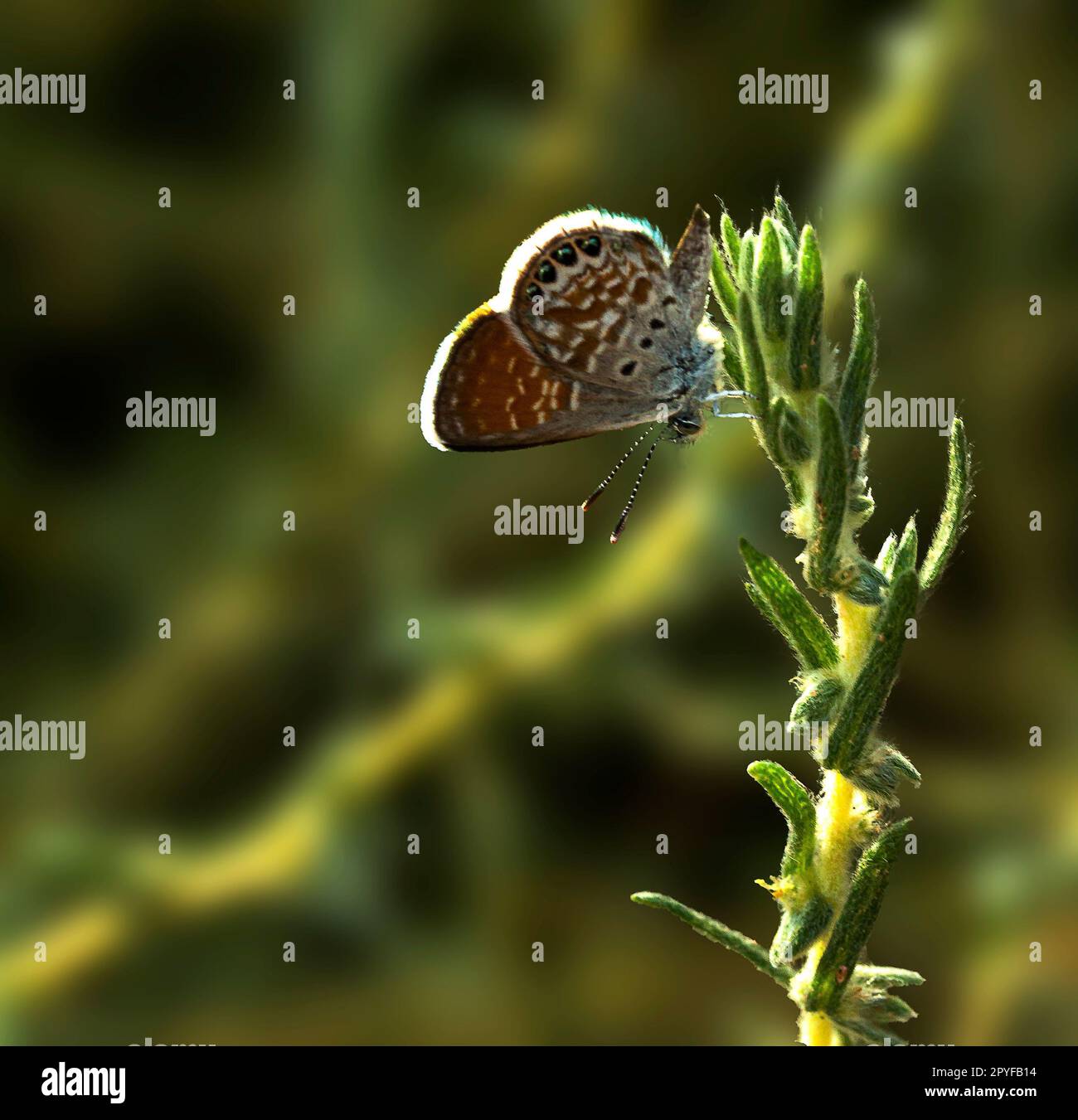 Western pygmy blue (Brephidium exilis)is one of the smallest butterflies in the world Stock ...