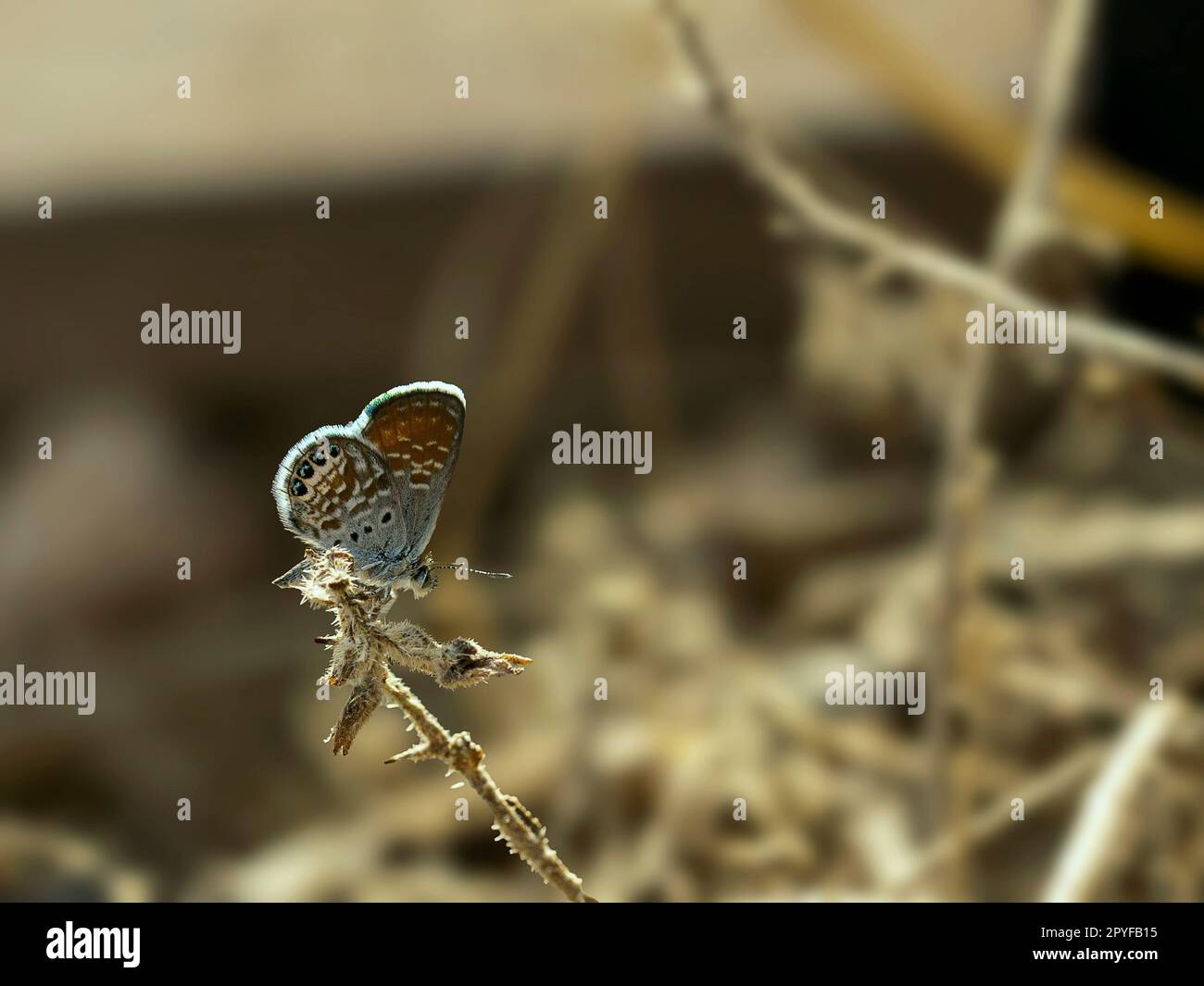 Western pygmy blue (Brephidium exilis)is one of the smallest butterflies in the world Stock ...