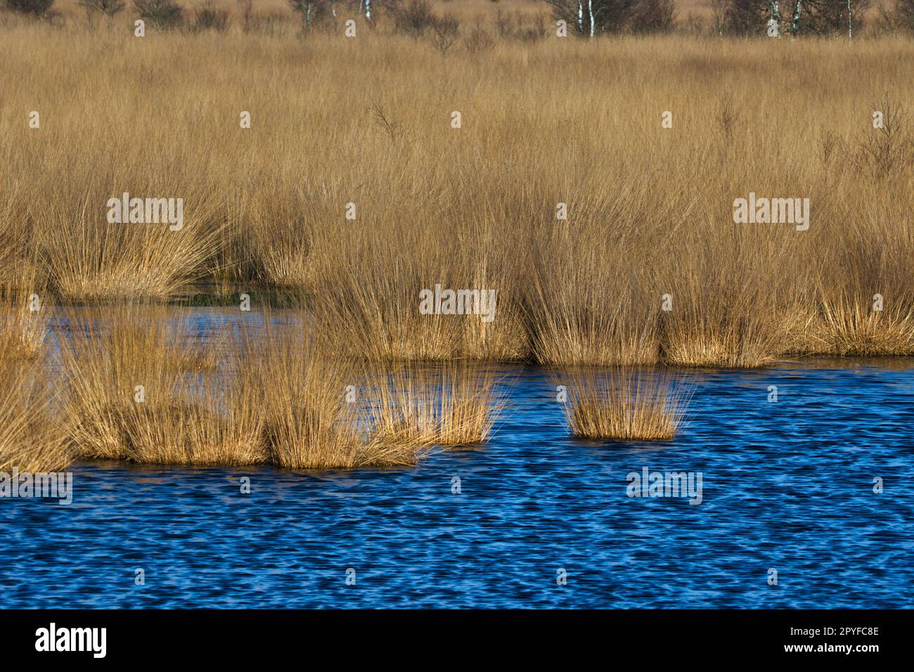 Rewetting moorland hi-res stock photography and images - Alamy