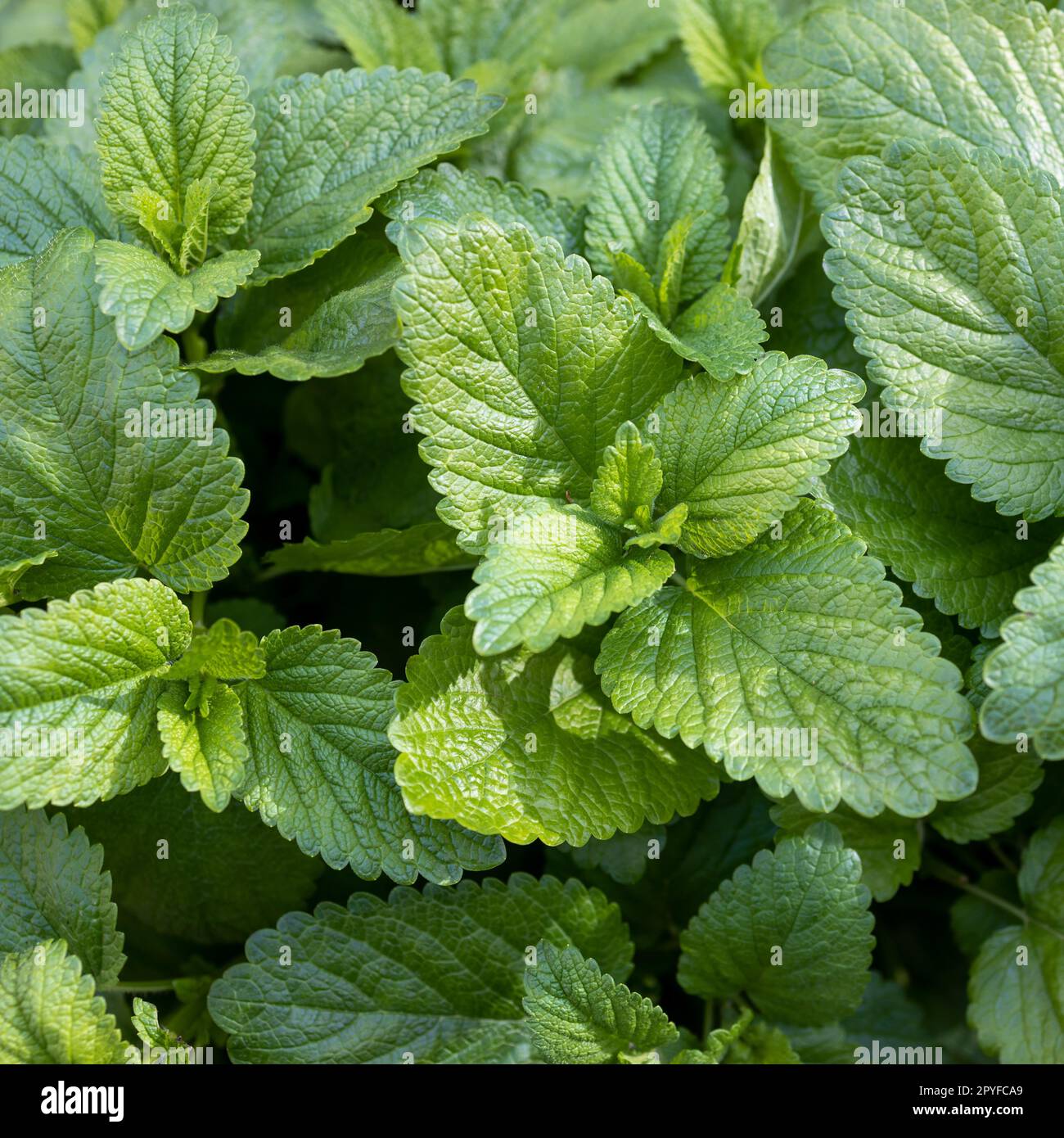 Growing mint close-up, green foliage background, square frame/ Mint ...