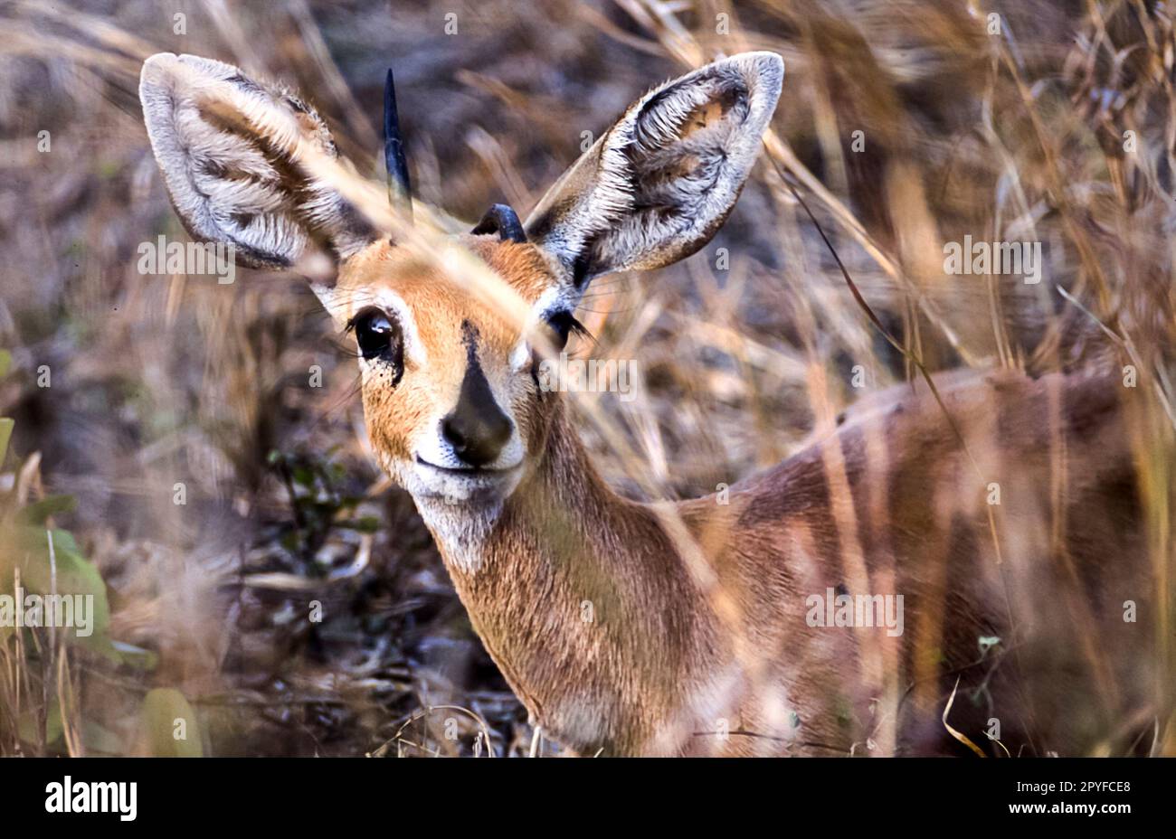 Steenbok raphicerus campestris buck hi-res stock photography and images ...