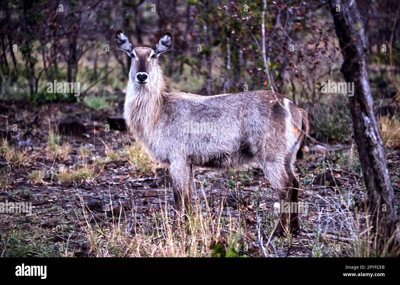 Portrait waterbuck kruger national hi-res stock photography and images ...