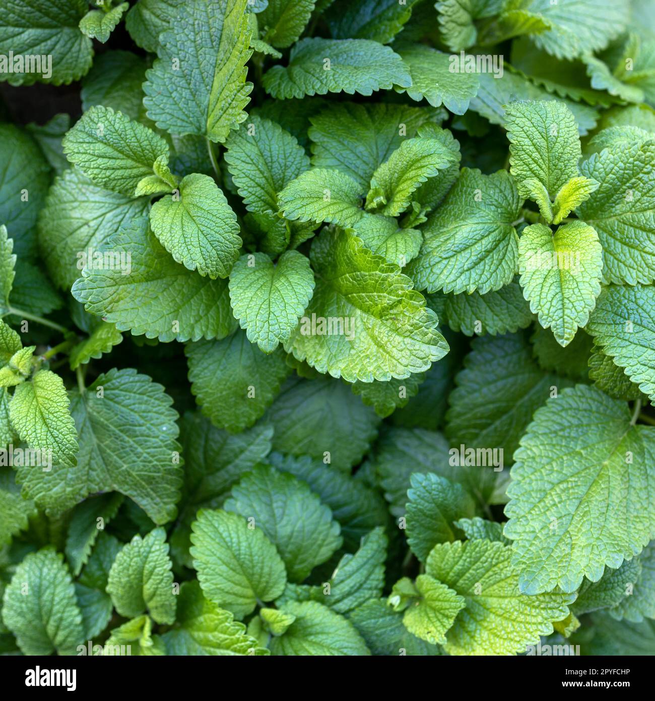 Growing mint close-up, green foliage background, square frame/ Mint ...