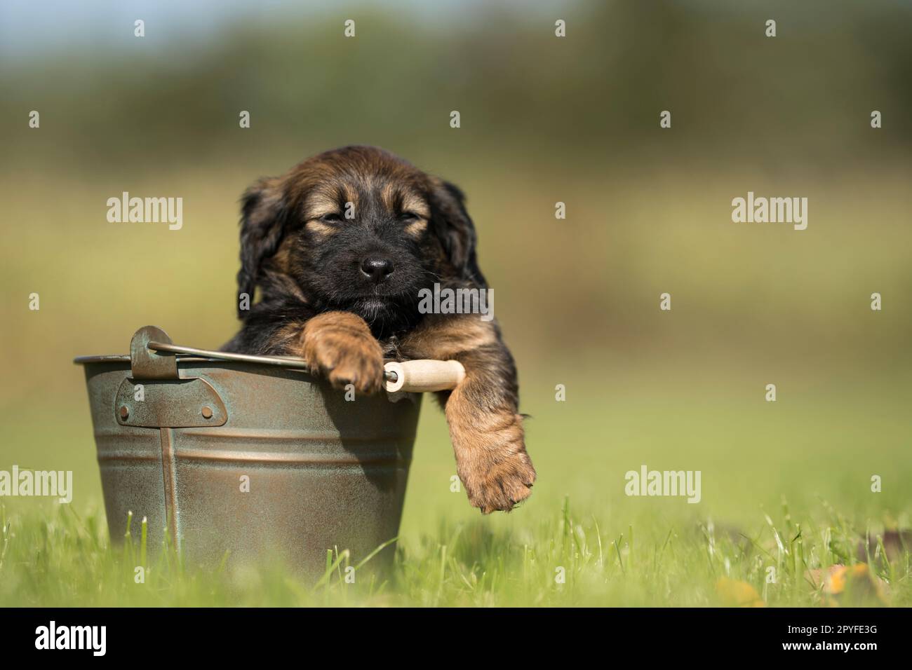 Dog in a metal bucket Stock Photo - Alamy