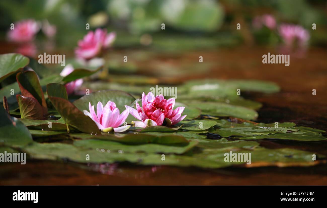Blooming pink lotus hi-res stock photography and images - Alamy