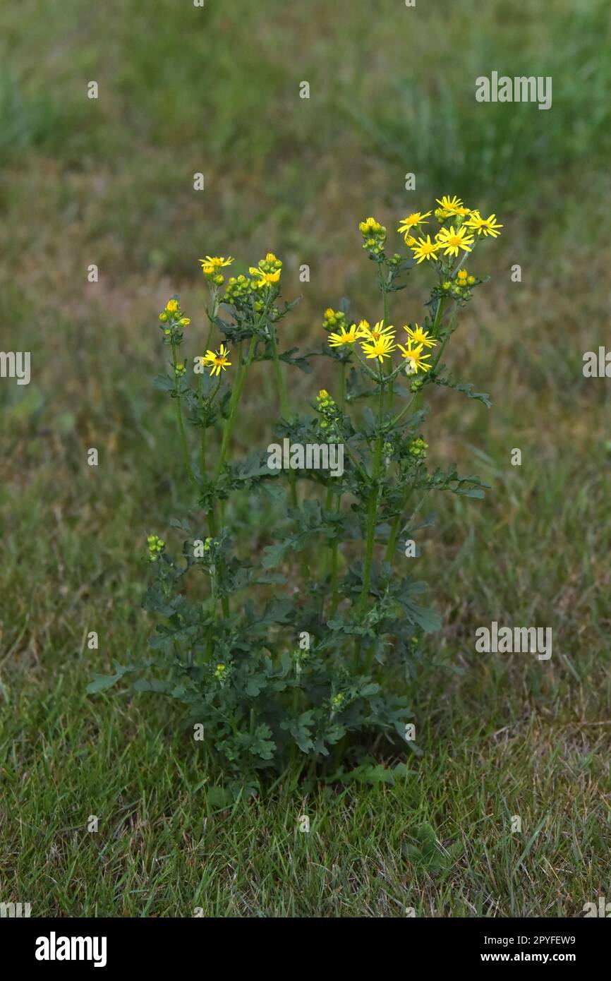 Groundsel weed hi-res stock photography and images - Alamy