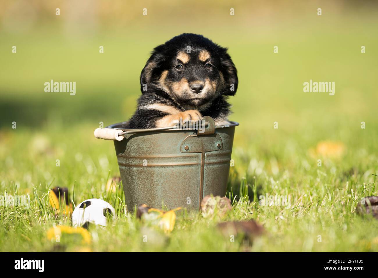 Dog in a metal bucket Stock Photo - Alamy