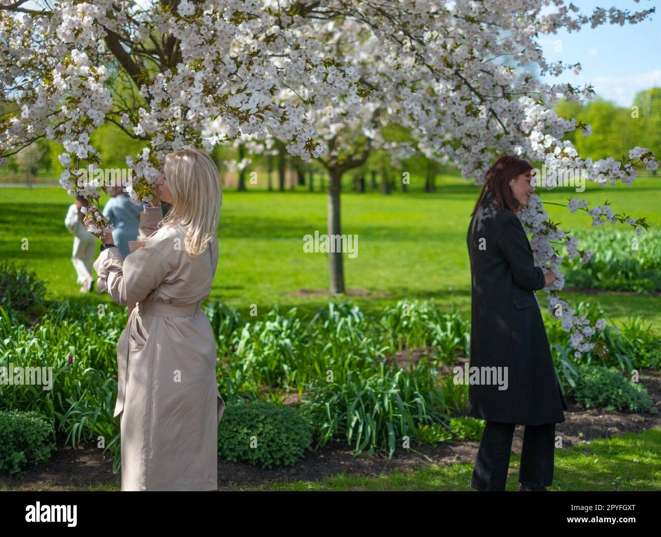 People enjoying spring in Riga, photographing with blooming flowers ...