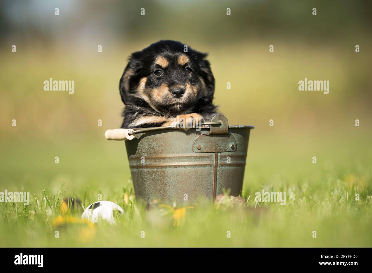 A small dog in a metal bucket Stock Photo - Alamy
