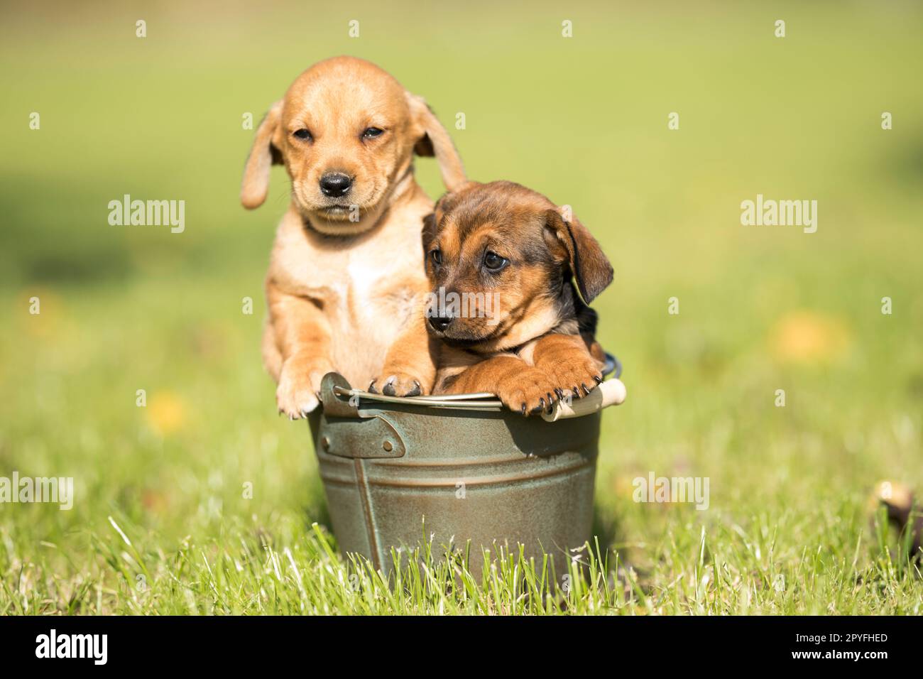 Dog in a metal bucket Stock Photo - Alamy